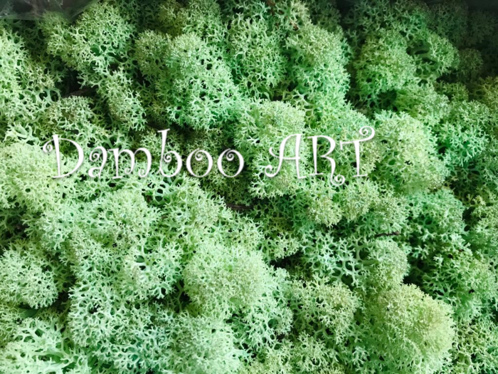Licheni naturali stabilizati, cu radacina, Culoare Verde Menta - 500 gr