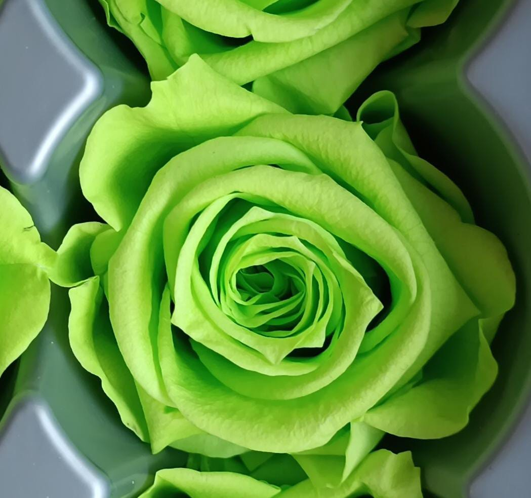 TRANDAFIR CRIOGENAT VERDE NEON