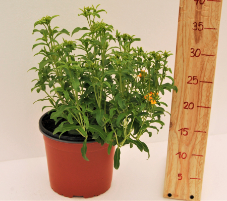 DeLaAndrei.ro - Produse Alese