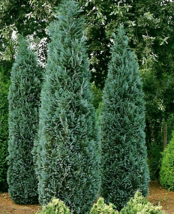 Chiparos albastru -Chamaecyparis lawsoniana "Columnaris" 20-25 cm