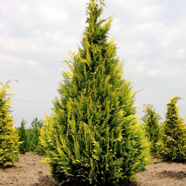 Chiparos - Chamaecyparis Lawsoniana Ivonne 30-40 cm