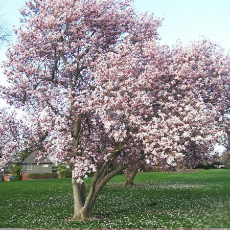 Magnolia roz - Magnolia soulangeana
