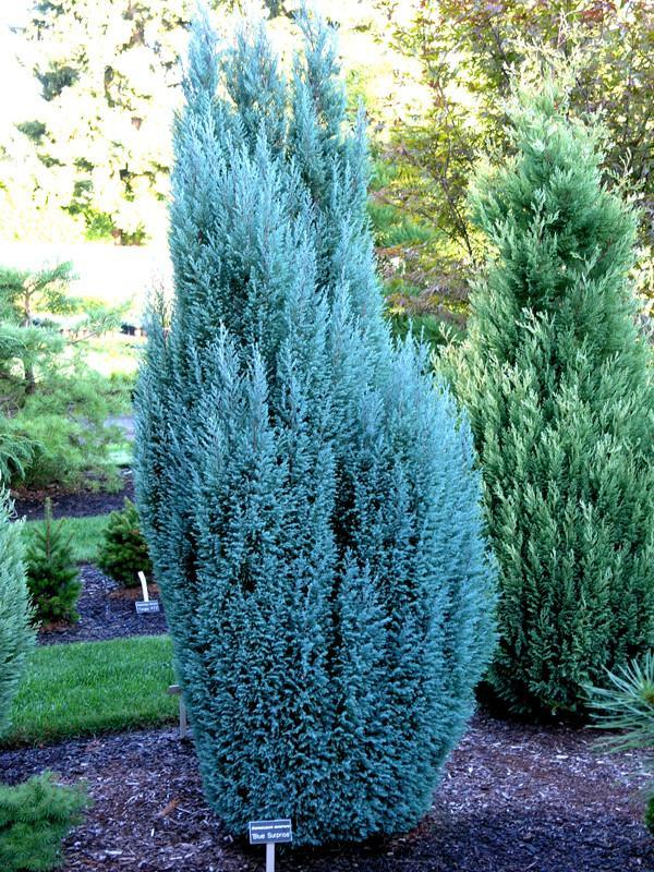 Chiparos Albastru Van Pelt's Blue - Chamaecyparis lawsoniana van Pelt's ...