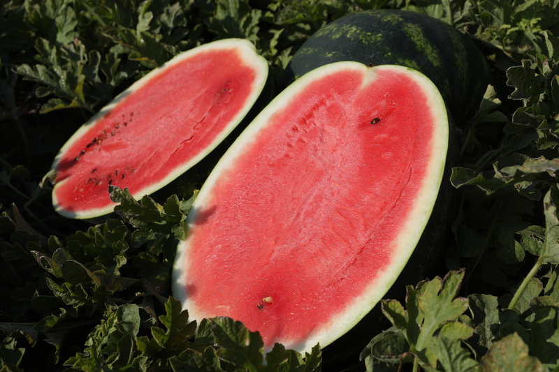 Seminte pepene verde Roman F1 - 1000 semințe