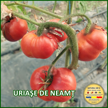 Seminte de rosii traditionale Romanesti - Soiuri vechi