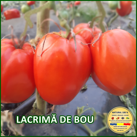 Pagina cu seminte de legume traditionale Romanesti