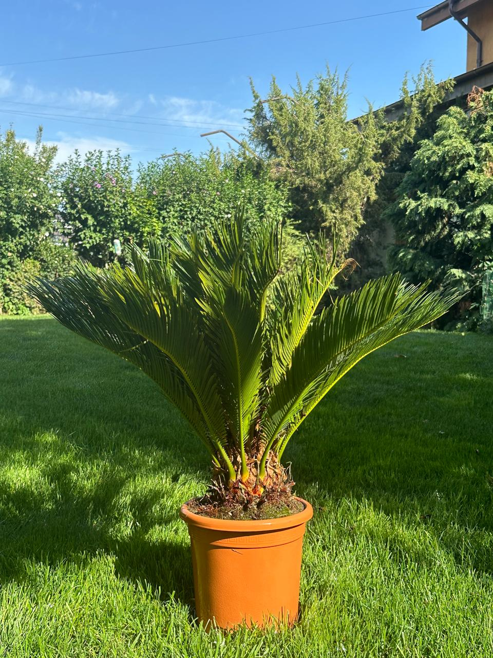 Palmier Cycas Revoluta