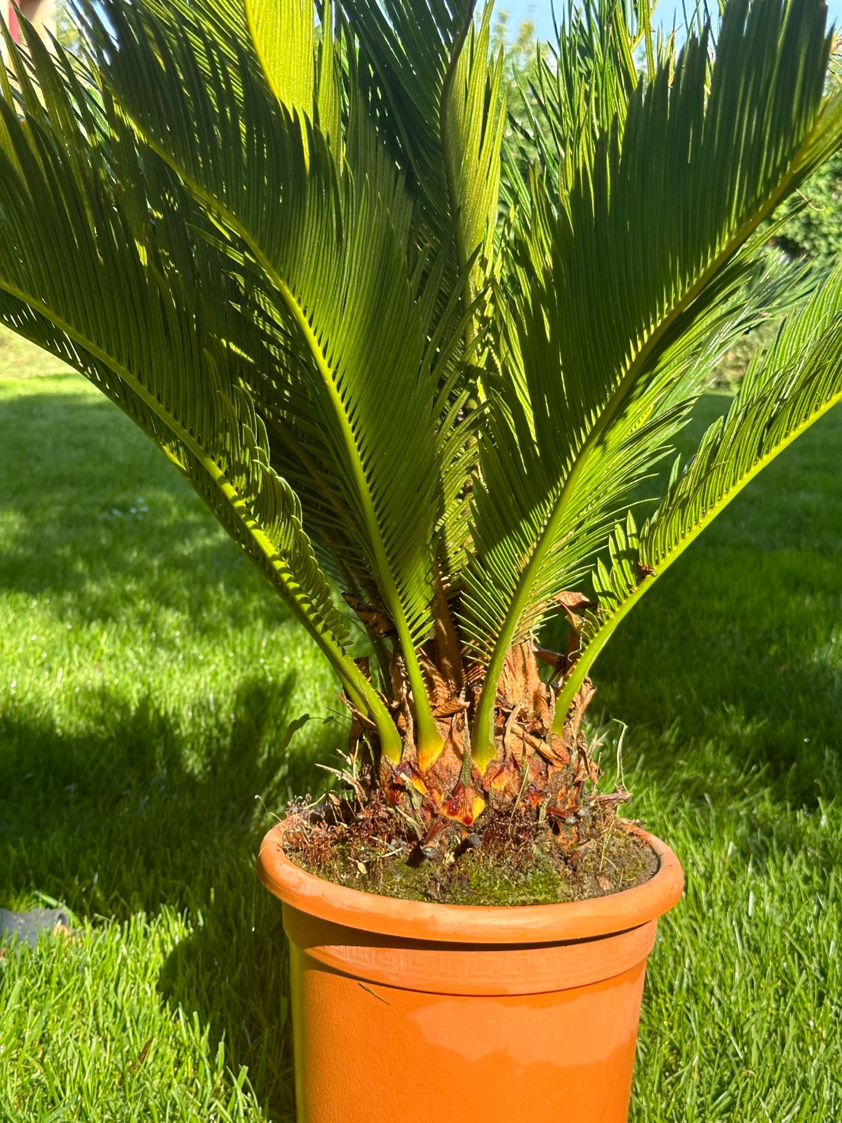 Palmier Cycas Revoluta