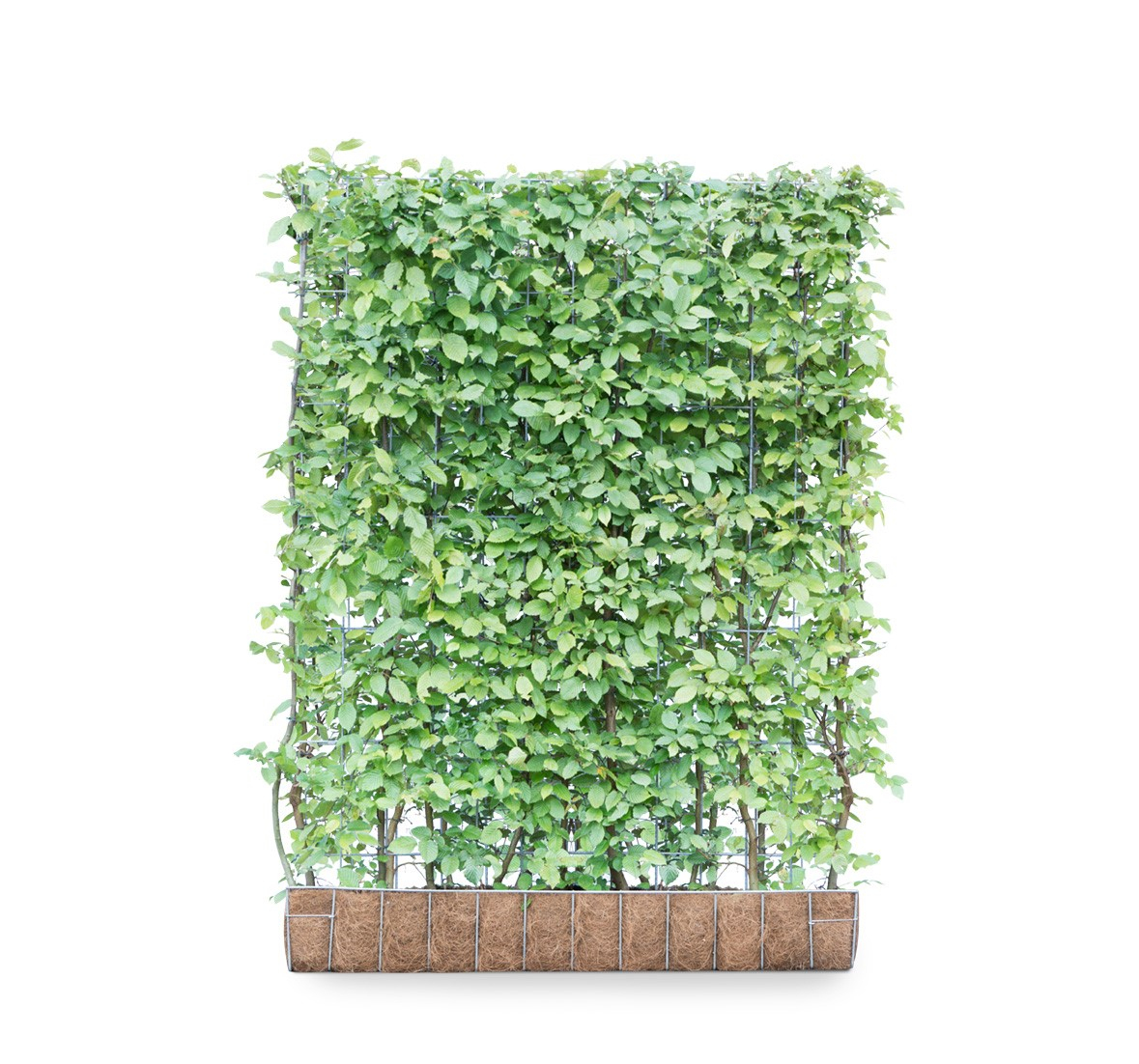 Carpinus Betulus - Carpen 155 Cm