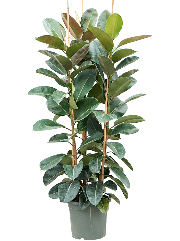 Ficus elastica 'Robusta' 200 cm