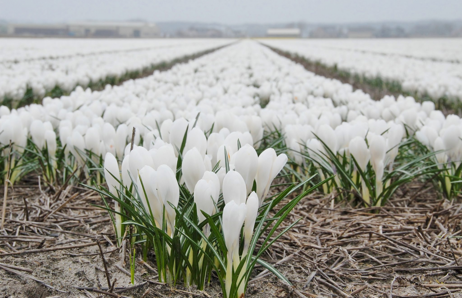 Branduse Albe Jeanne d'Arc