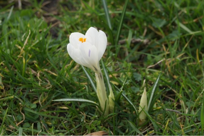 Branduse Albe Jeanne d'Arc