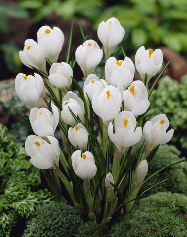 Branduse Albe Jeanne d'Arc