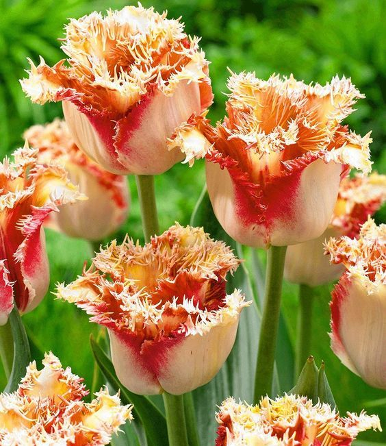 Lalele Ballroom Crem-Rosu