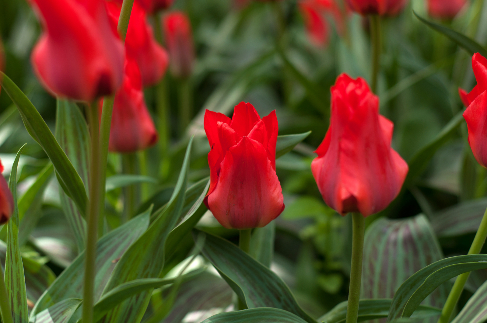Lalele Rosii Red Riding Hood