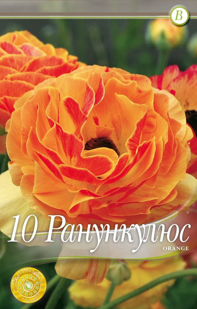 RANUNCULUS ORANGE , 10 bulbi