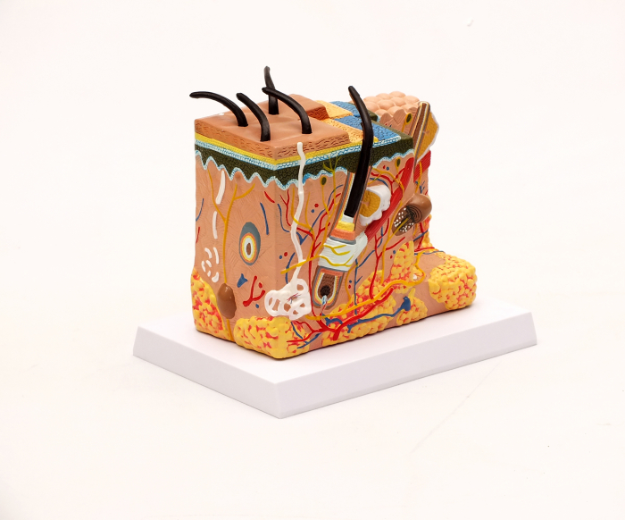 Sectiune piele marita de 105x - Edu-Lab.ro