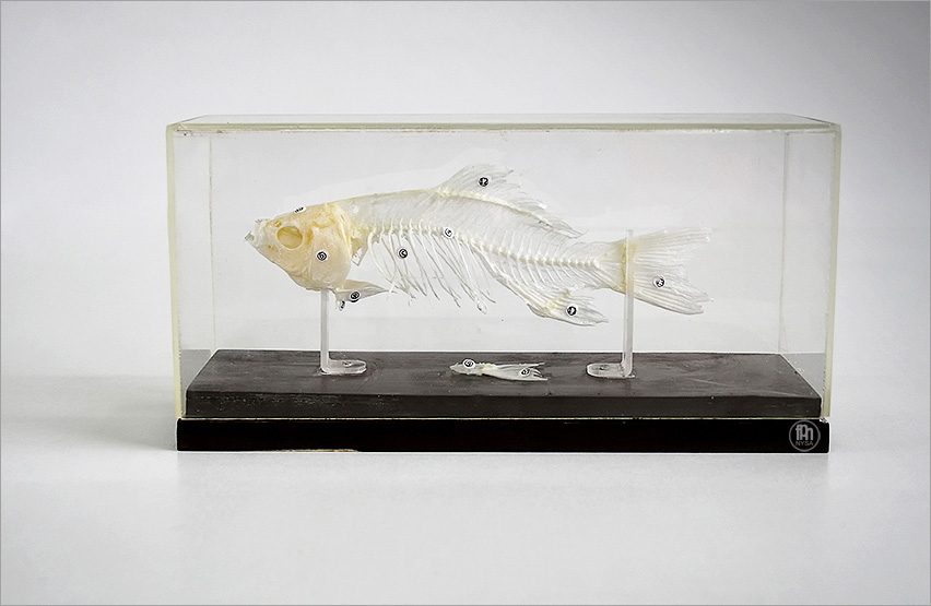 Schelet de peste in vitrina - Edu-Lab.ro