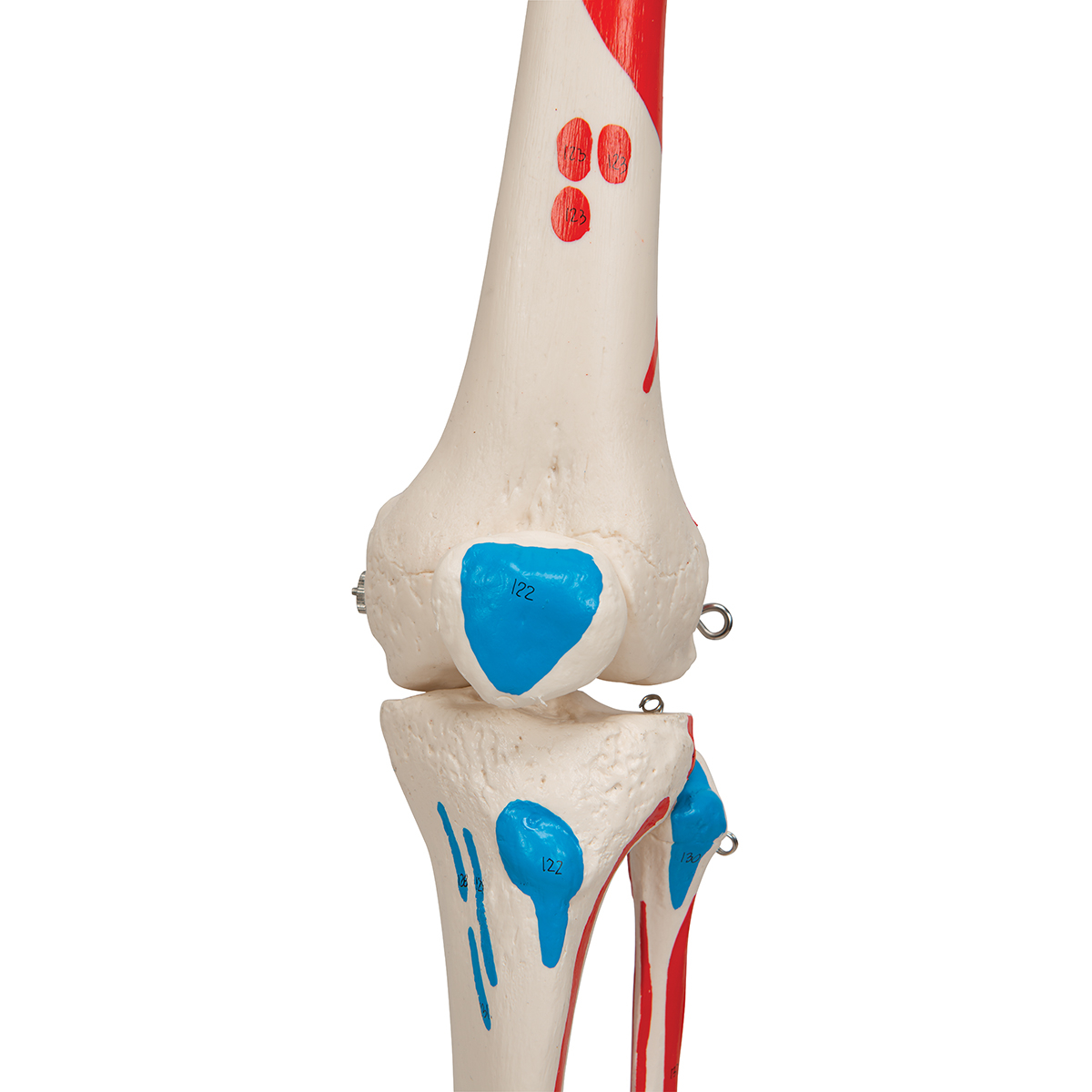 Schelet uman cu vizualizare sistem muscular pe suport cu role - Edu-Lab.ro