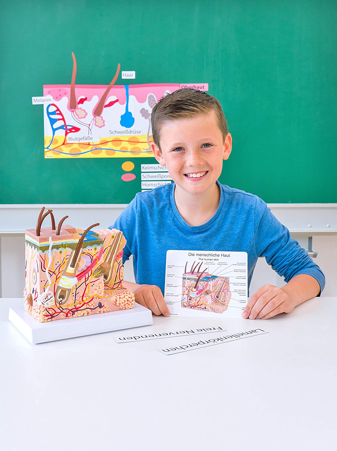 Sectiune piele marita de 105x - Edu-Lab.ro