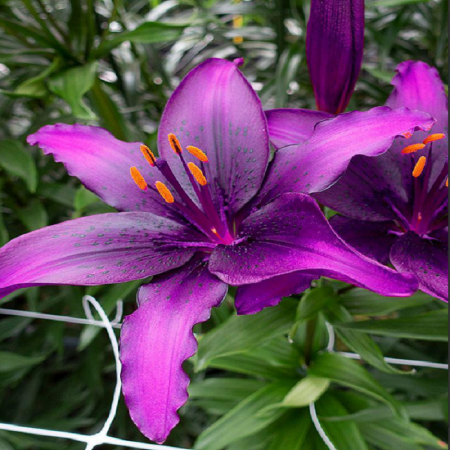 Crin Imperial Premium "Blue-Purple Powder"