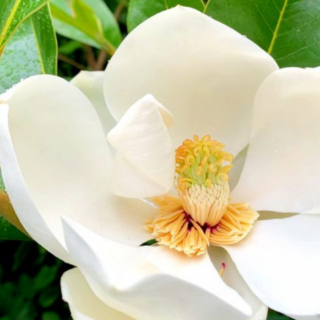 Pepiniera Monte Garden - Arbori și arbuști, conifere, pomi fructiferi ...