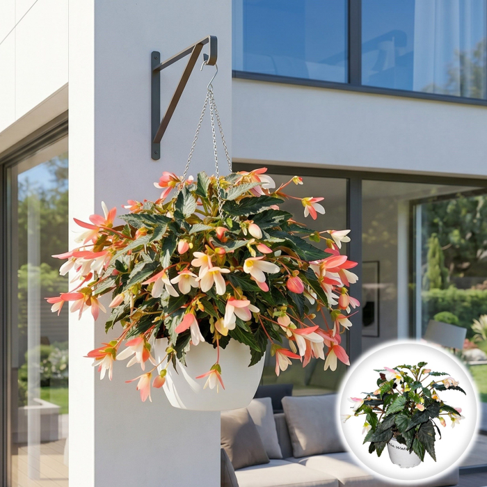Begonia boliviensis 'Bicolor' - Floare Curgătoare | Pepiniera Sibiu