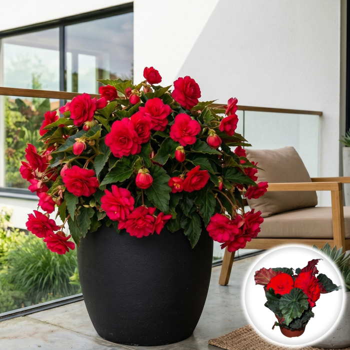 Begonia tuberhybrida Roșie - Floare pentru Umbră | Pepiniera Sibiu