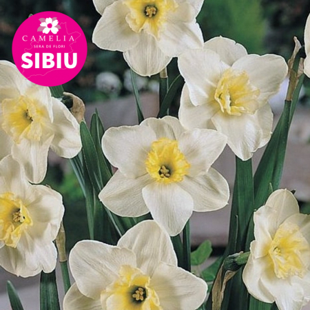 Cand se planteaza narcisele?