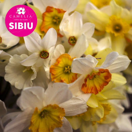 Cand se planteaza narcisele?