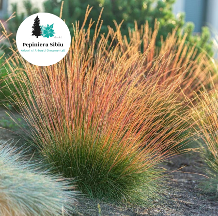 FESTUCA G. Sunrise 10-20cm (P9)