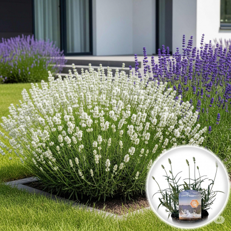 Lavanda in Ghiveci - Ingrijire, Pret