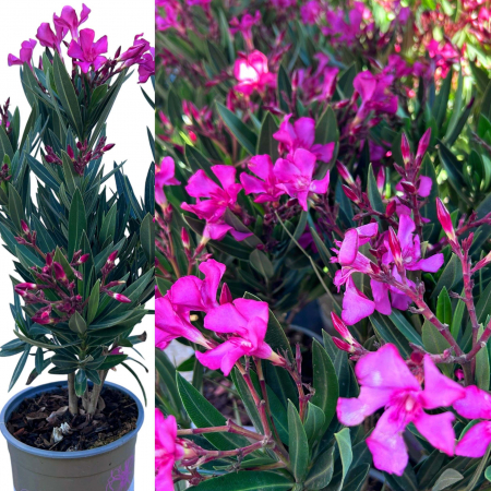 Leandru – Ingrijire, Inmultire, Boli