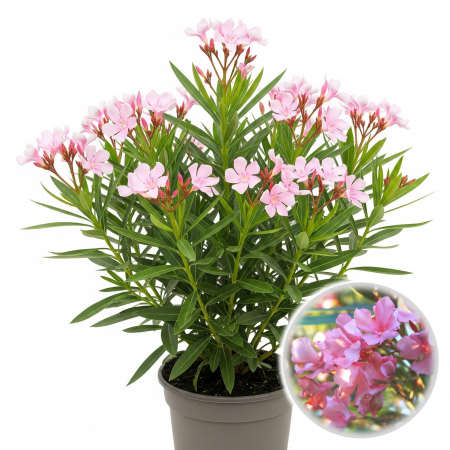 Leandru – Ingrijire, Inmultire, Boli