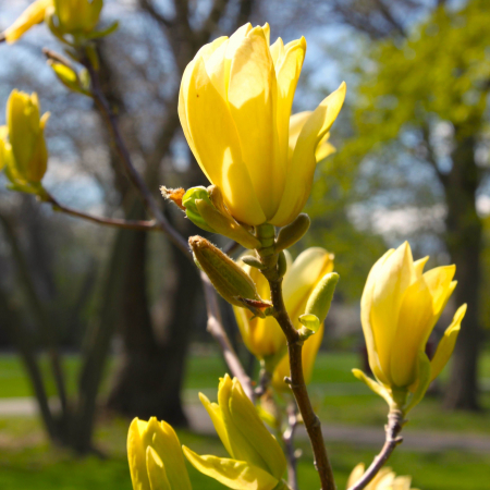 Magnolia grandiflora – copac vesnic verde