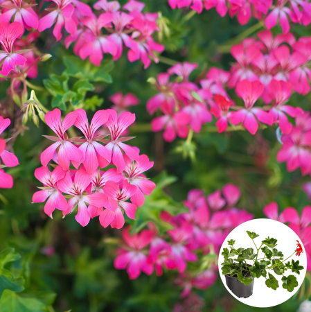 Flori Gradina si Balcon Muscate Tiroleze