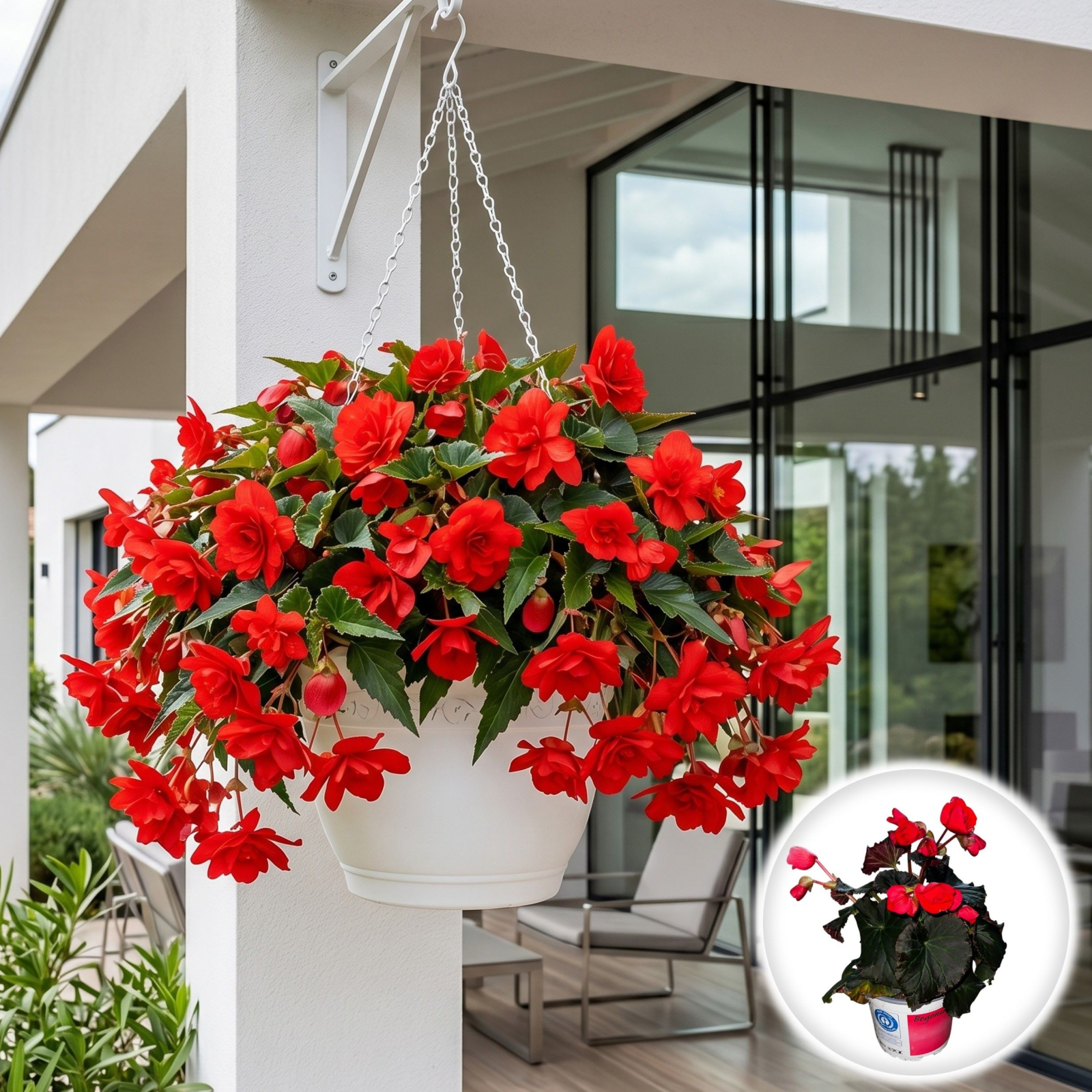 Begonia boliviensis 'Red' - Begonie Curgătoare | Pepiniera Sibiu