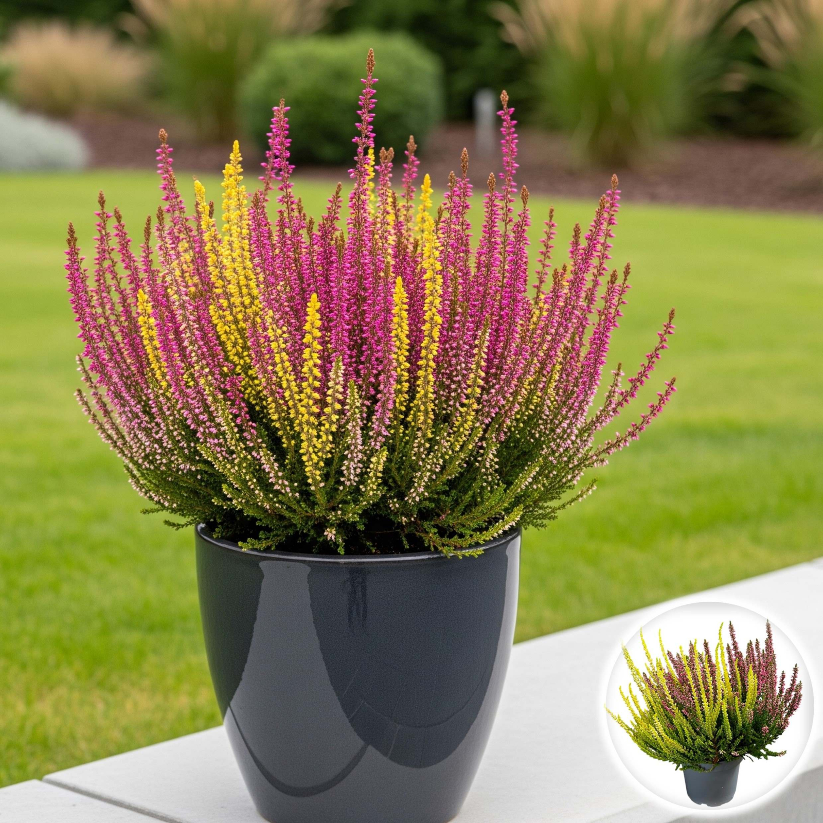 Calluna V. - Bicolor