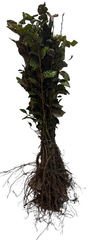 Copaci forestieri