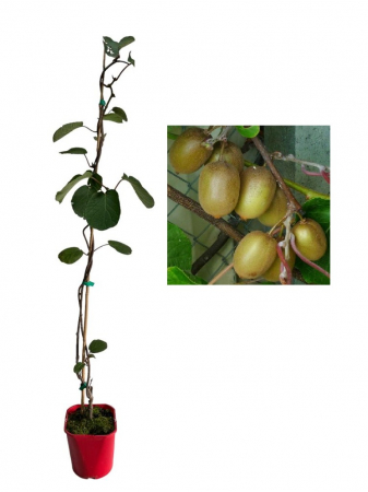 Mini Kiwi