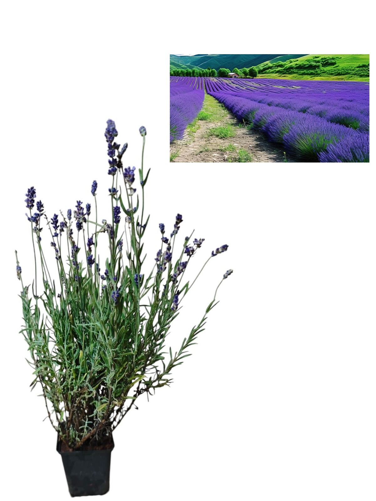 Lavanda albastra Montagnea Blue ( Lavandula angustifolia )