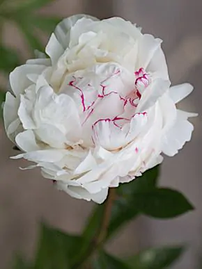 Bujor Couronne d'or alb, dublu, parfumat, tarziu