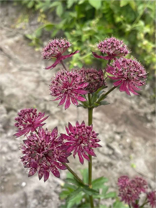 Astrantia Ruby Cloud major