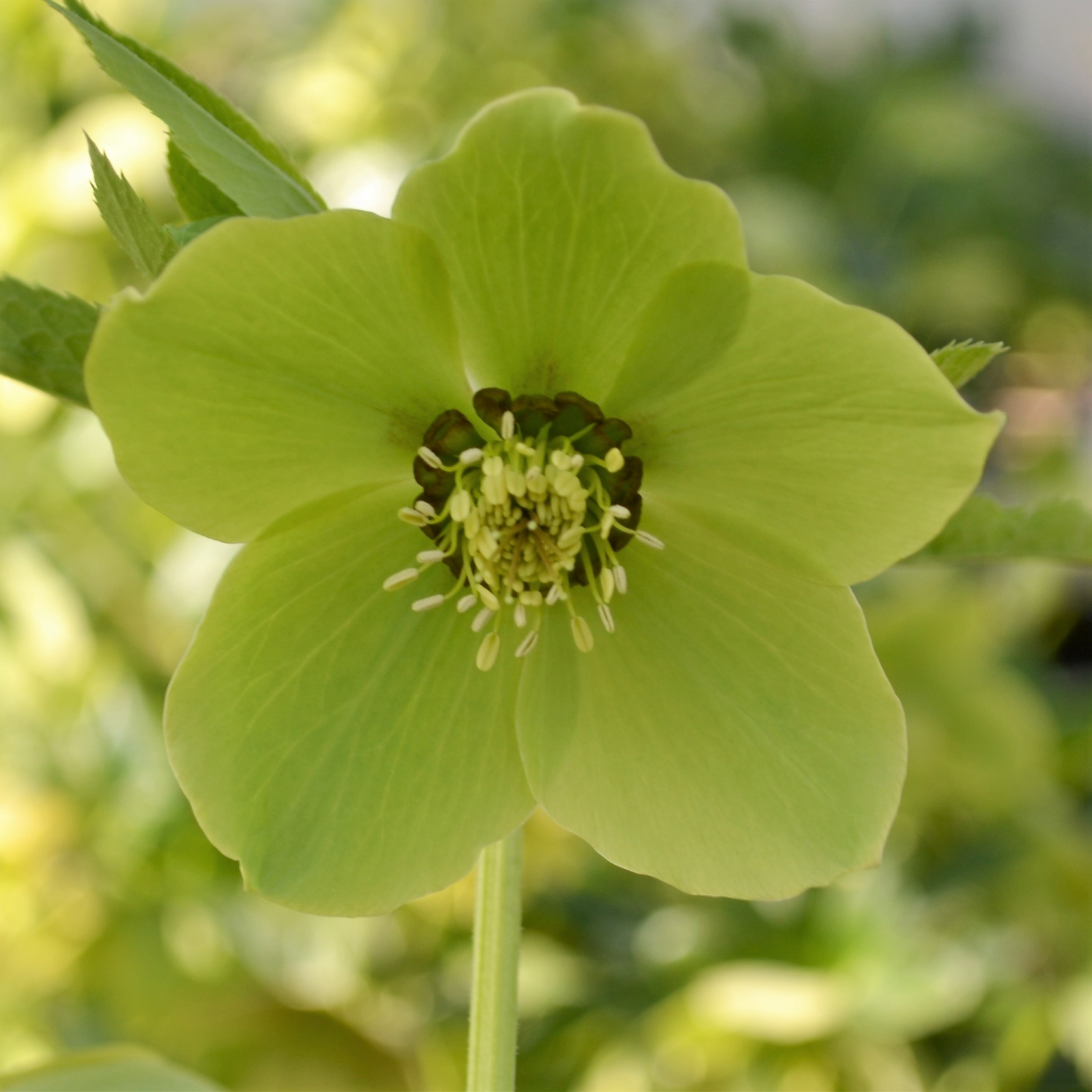 Spanz - Helleborus single verde