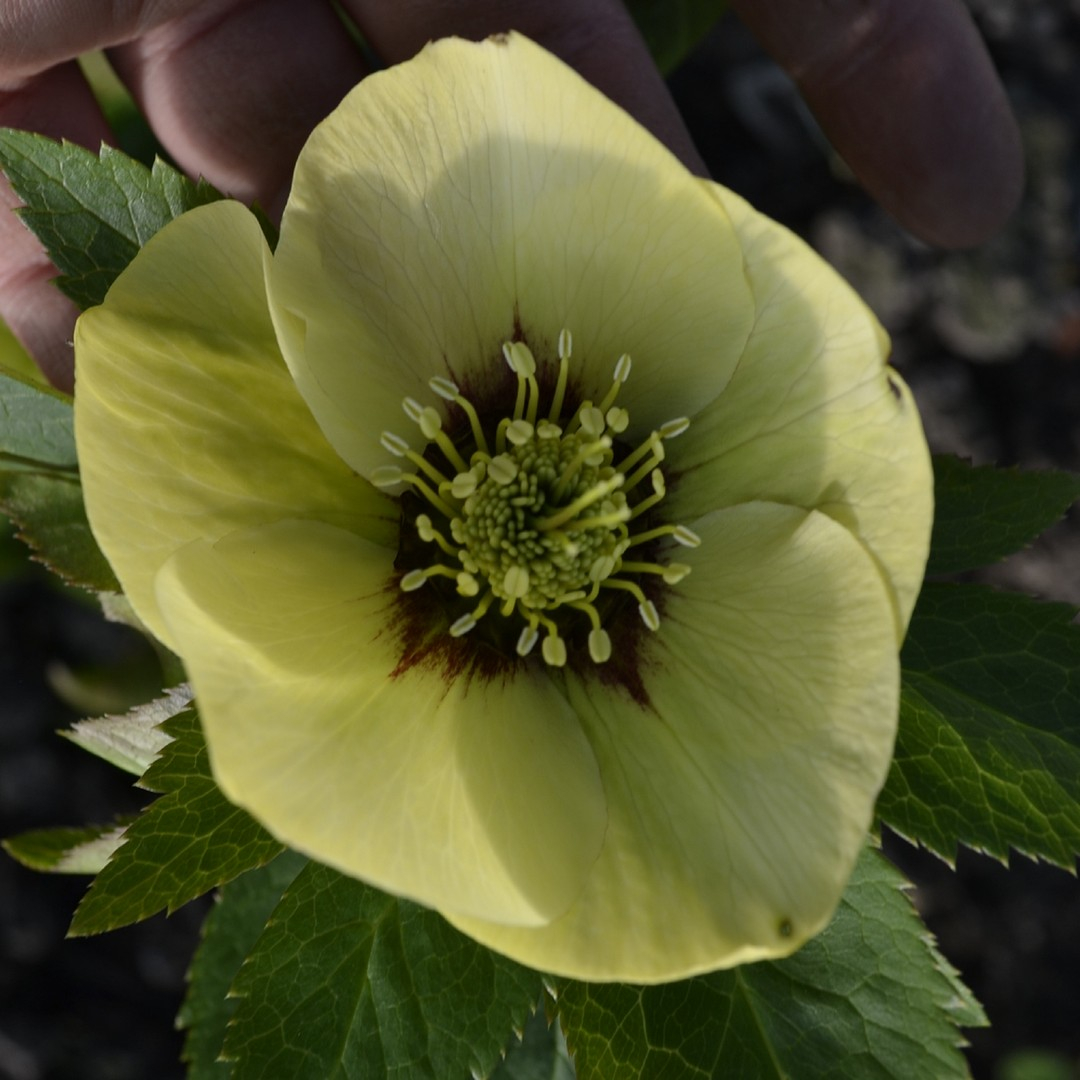 Spanz - Helleborus verde cu mijloc rosu