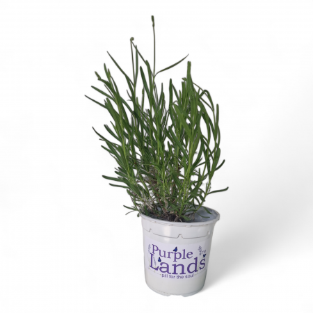 Lavanda la ghiveci an 2 mica