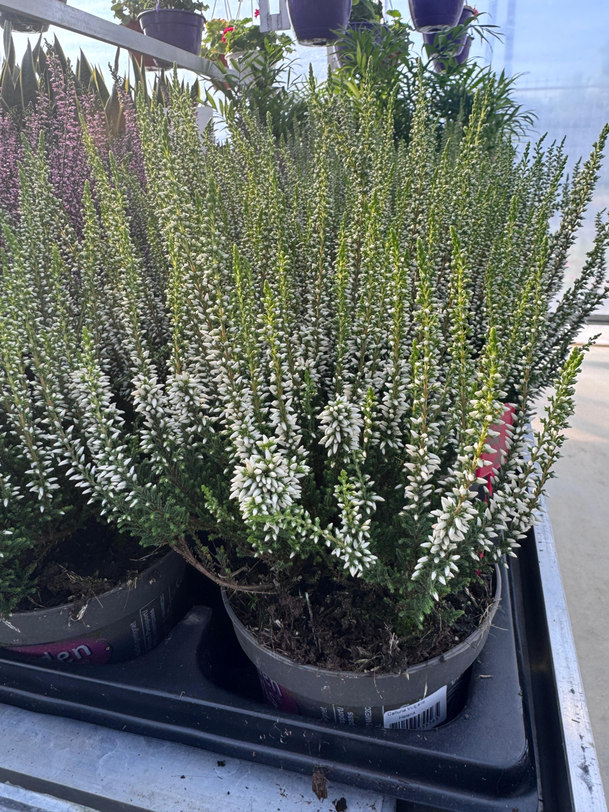 Calluna vulgaris ‘Helena’